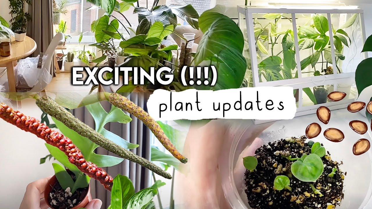 The Updates YOU'VE ASKED FOR 😆🌱 House Plant Updates + Planty Chat - YouTube