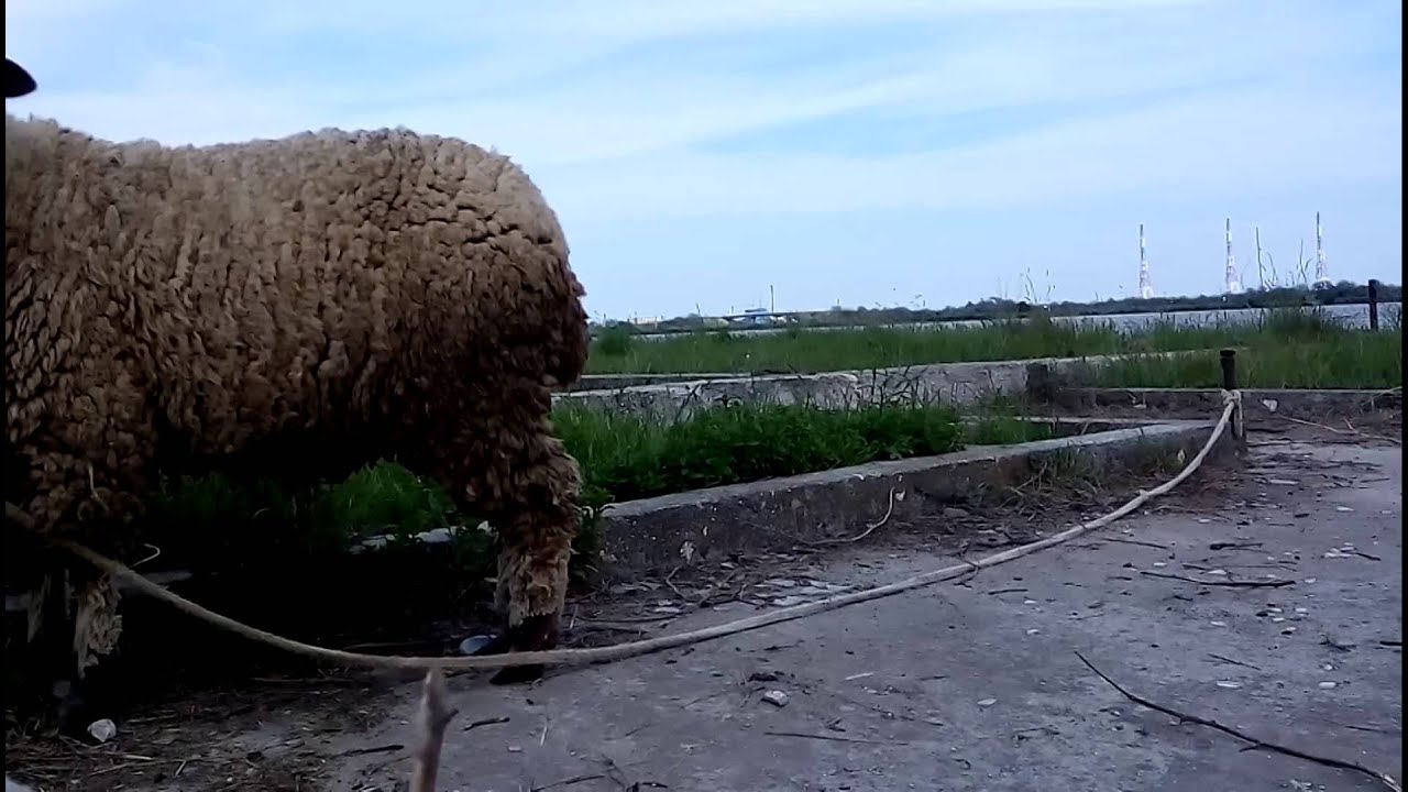 Shocking sheep and lamb trated how a dog chain - YouTube