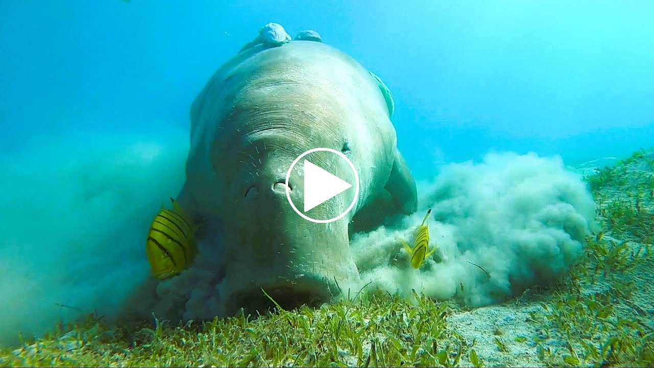 Discover the Dugong, the largest marine herbivorous mammal, also known ...