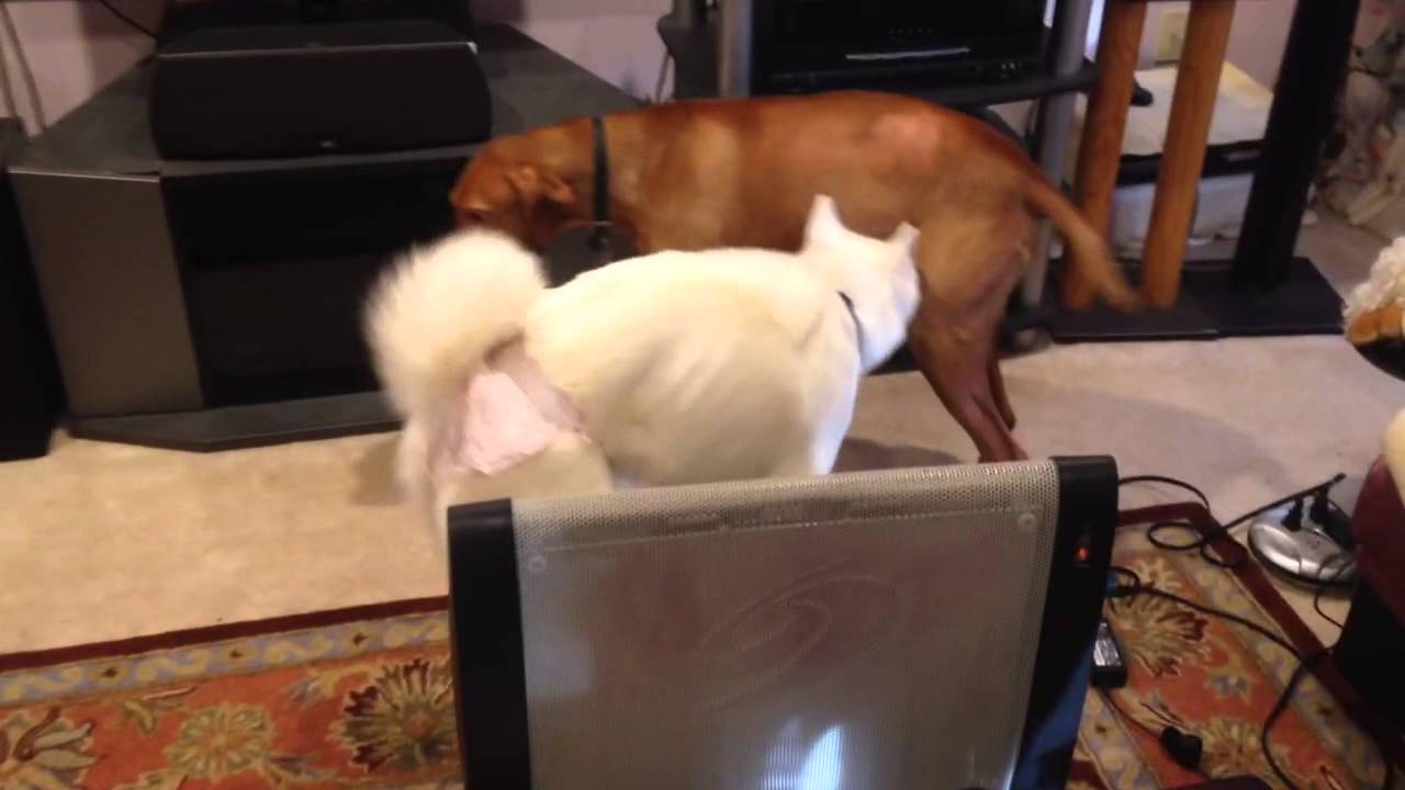 Sapphire and Mello - YouTube