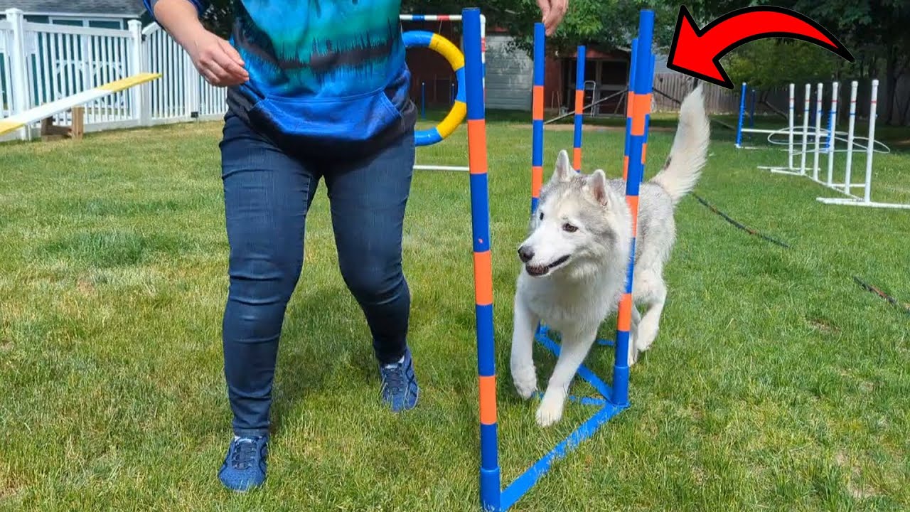 Teach Your Dog to WEAVE With this Set of Agility Weave Poles - YouTube