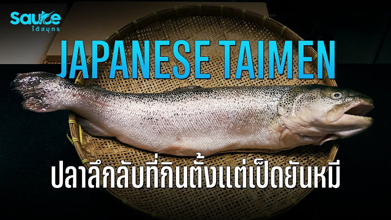 JAPANESE TAIMEN ปลาลึกลับที่กินตั้งแต่เป็ดยันหมี l #Sauceใต้สมุทร - YouTube