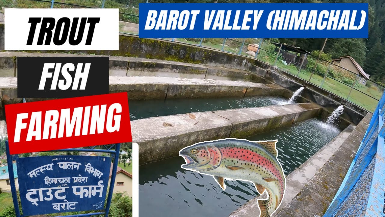 Trout Fish Farming In Barot Valley | EP 03 | Himachal Government Trout ...
