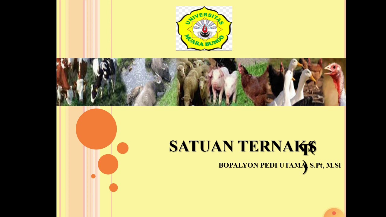 Satuan Ternak (ST) - YouTube
