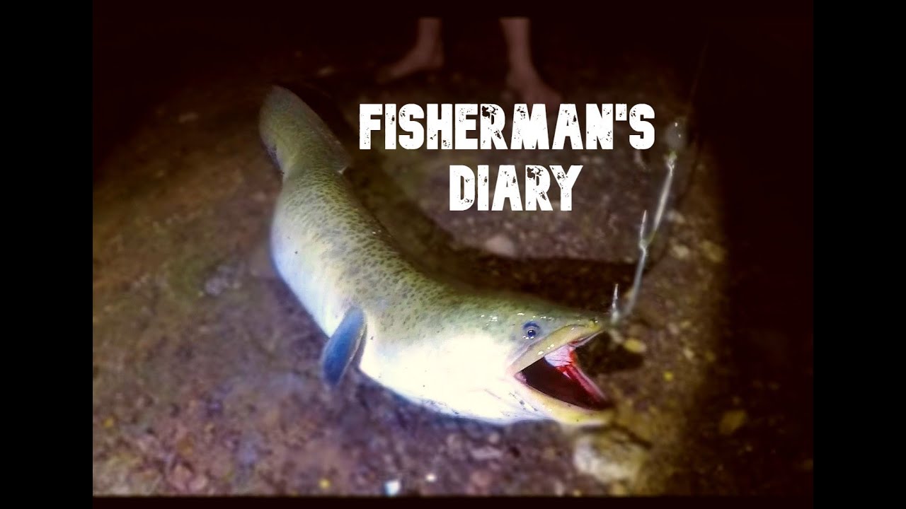 Moogerah Dam Monster Eel Fishing ~ Fisherman's Diary Ep 310 - YouTube
