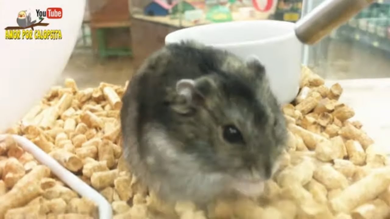 Hamster Macho Anão Russo - YouTube