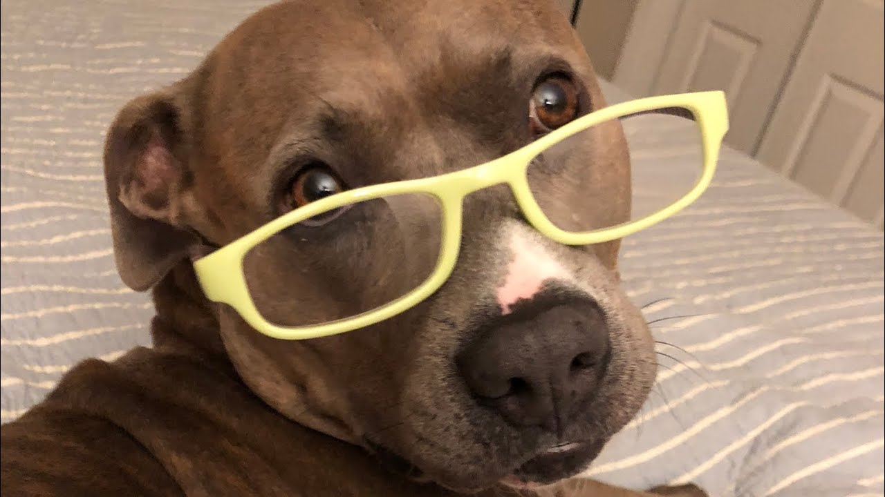Tabitha Fix: Tabitha the Pittie Princess Lap Dog. My land. - YouTube