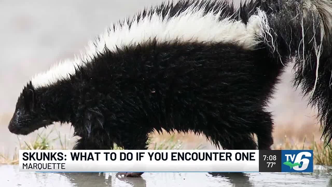 What to do if you encounter a skunk - YouTube