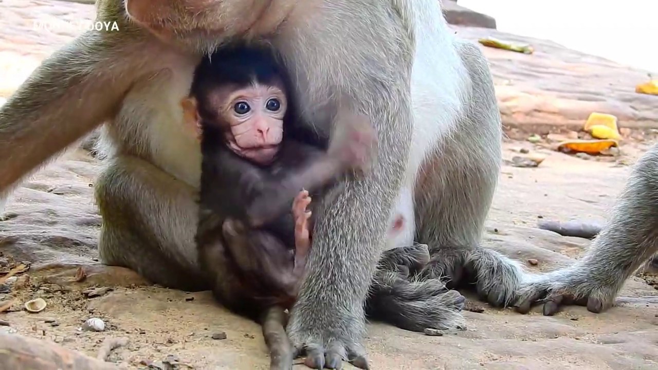 Baby monkey Lucas so cute, baby looks similar to Lola sister, how ...
