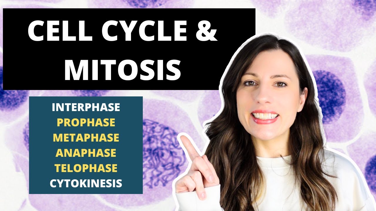 Cell Cycle & MITOSIS: A-level Biology. Prophase, Metaphase, Anaphase ...