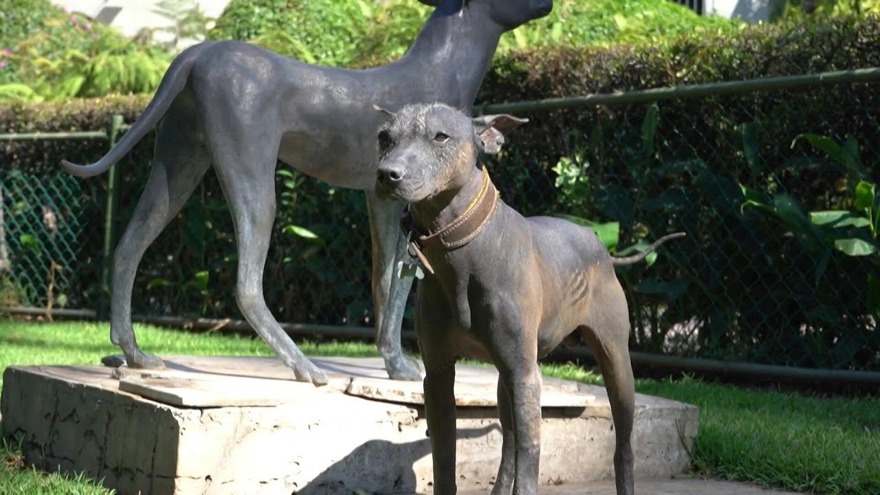 Revered by Aztecs, Mexican hairless dog in style again in hipster era ...