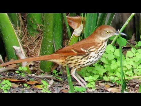 Brown Thrasher Ground Foraging Behavior - YouTube
