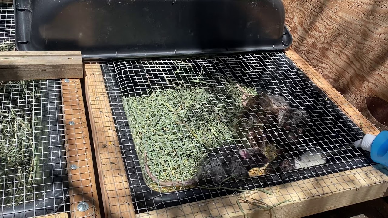 Rat breeding tubs in tree house - YouTube