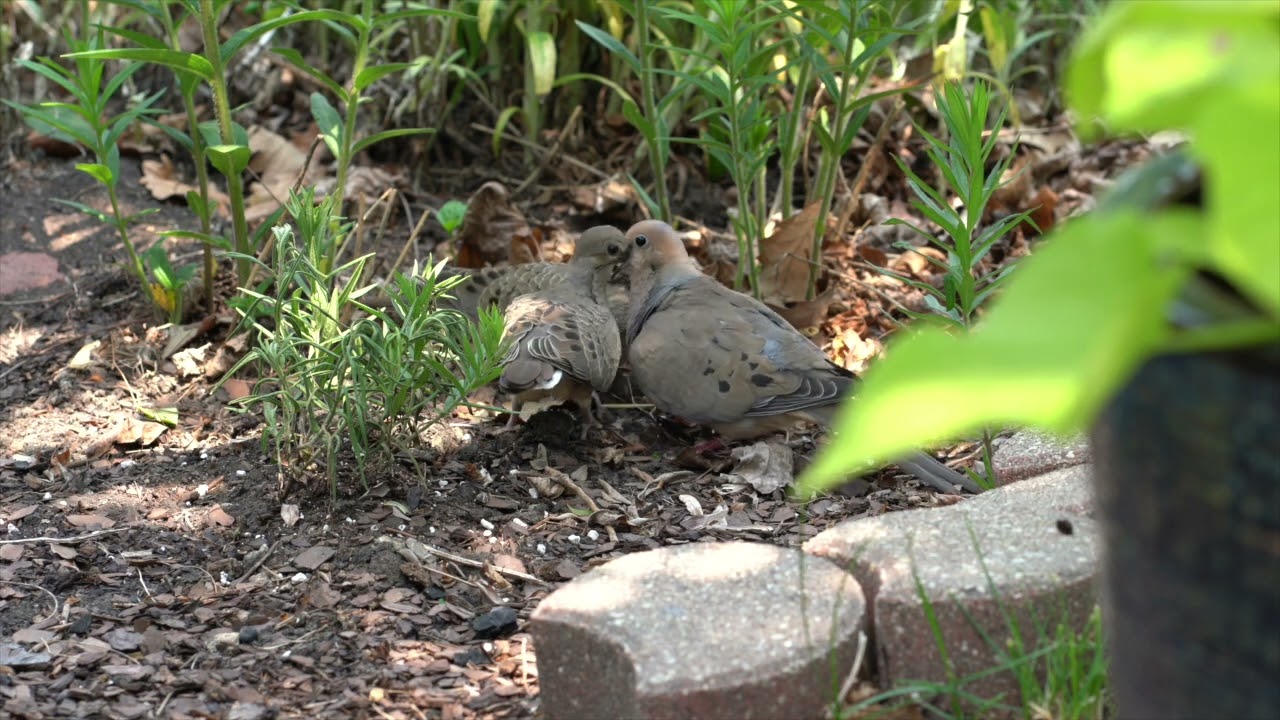 Mourning Dove Nest On Ground