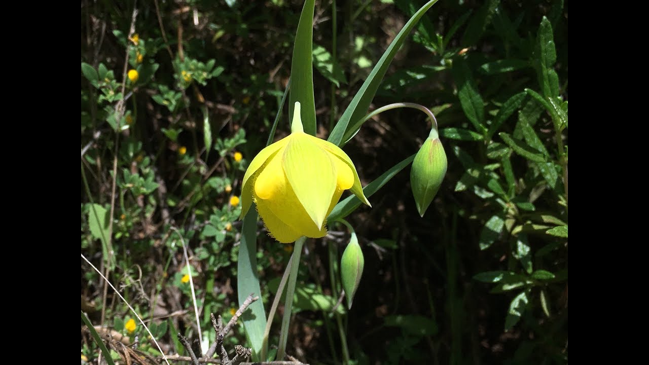 Calochortus pulchellus (Mount Diablo fairy-lantern) - YouTube