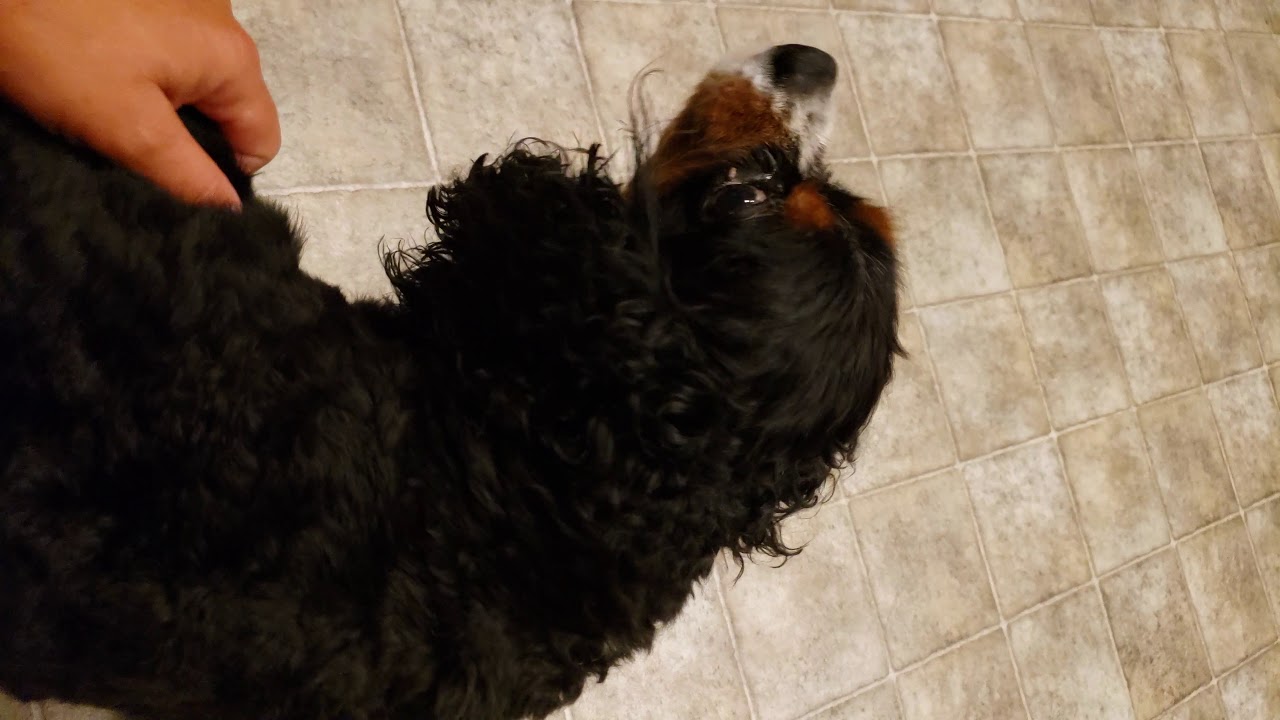 Coughing fit cavalier king charles spaniel - YouTube