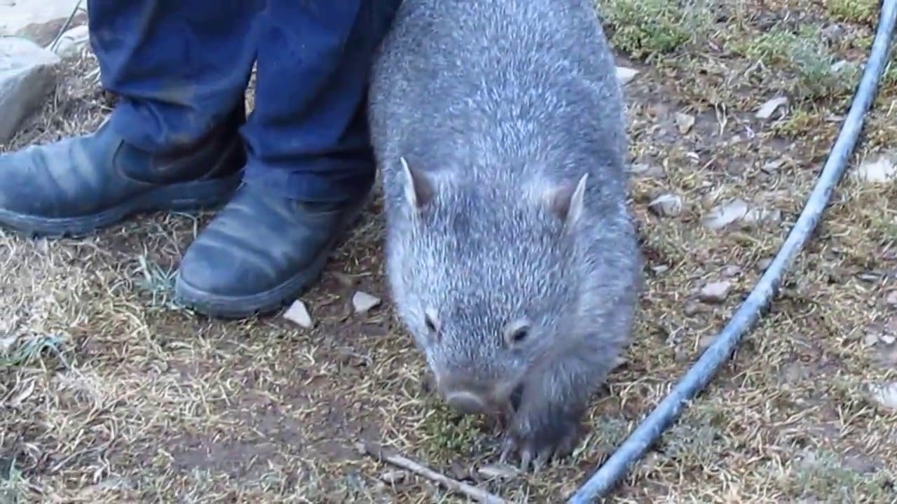 Wombat Sandi would make the grumpiest person smile - YouTube
