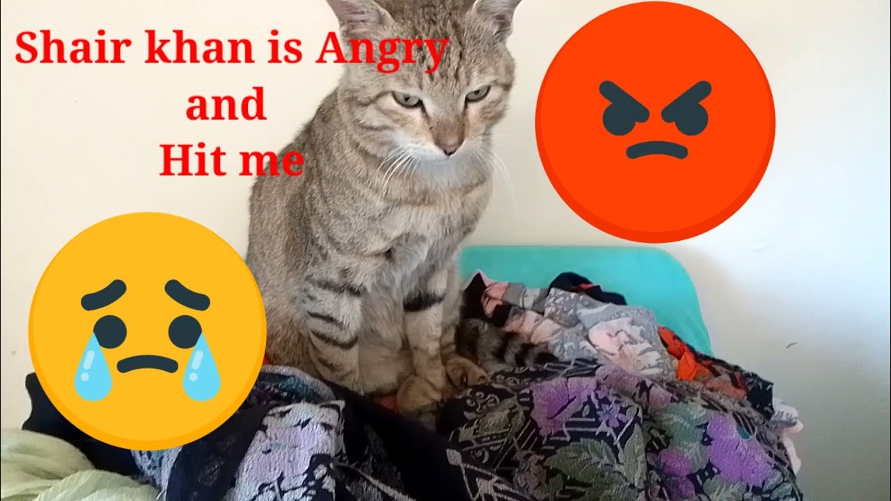 My shair khan is angry and hit me he was very angry full angry video ...