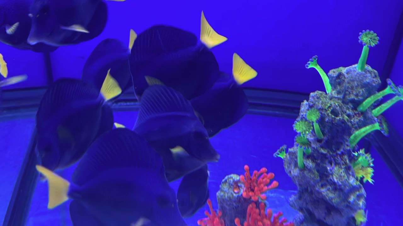 Purple Tang are the new Yellow Tang! - YouTube