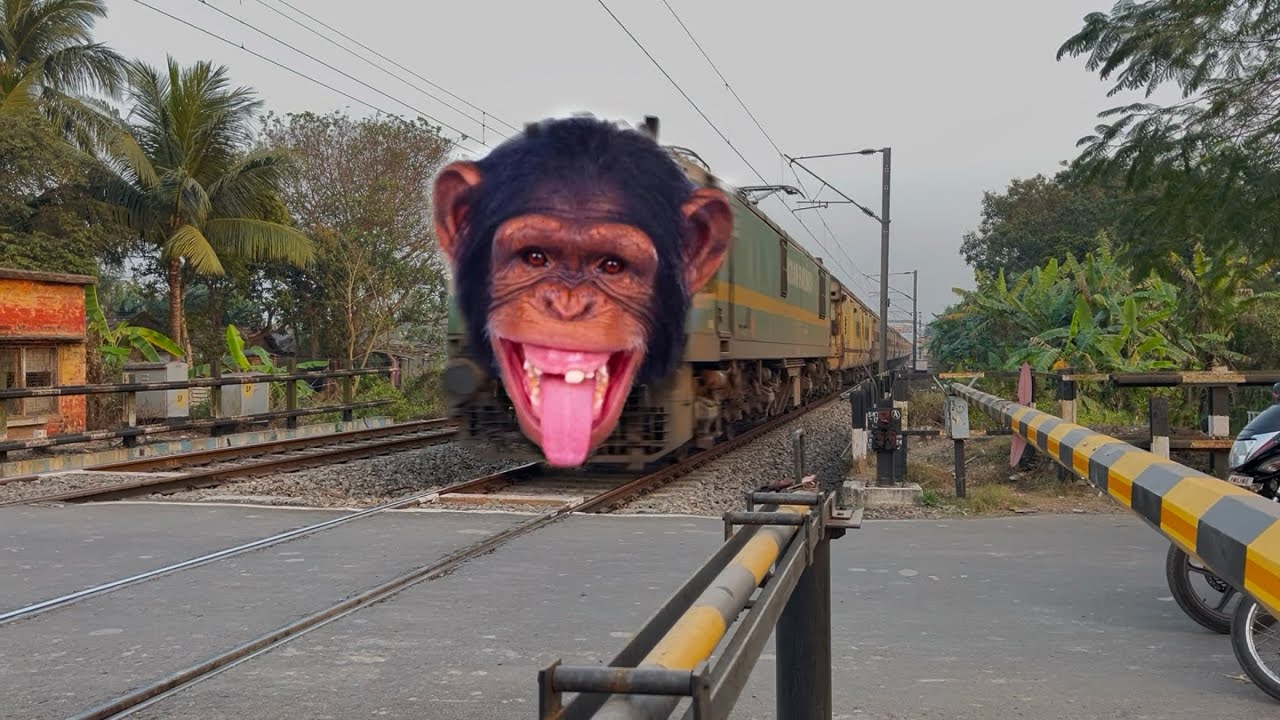 Dangerous Chimpanzee Headed Teesta Torsa Express Furious Skipping ...