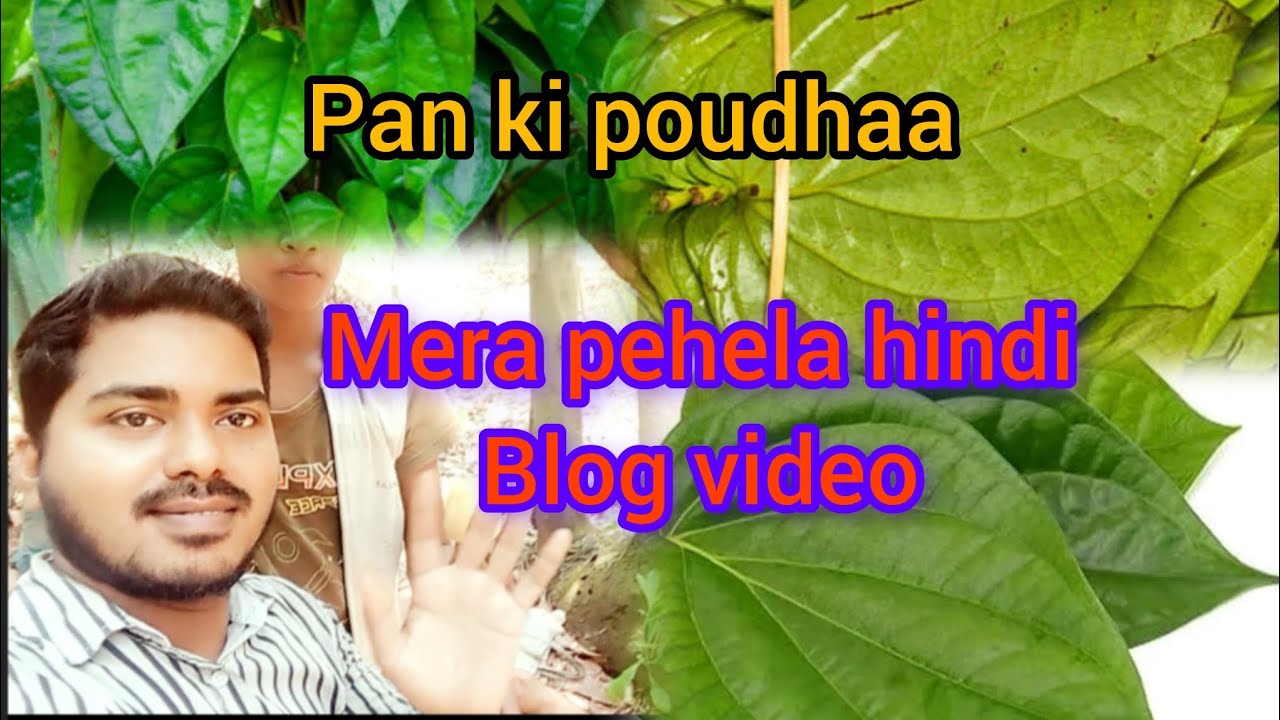 pan ki poudha ,hindi blog video #village blog video #viral #treanding # ...