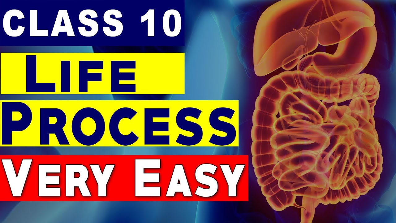 life processes class 10 science biology | Life Processes - Nutrition ...