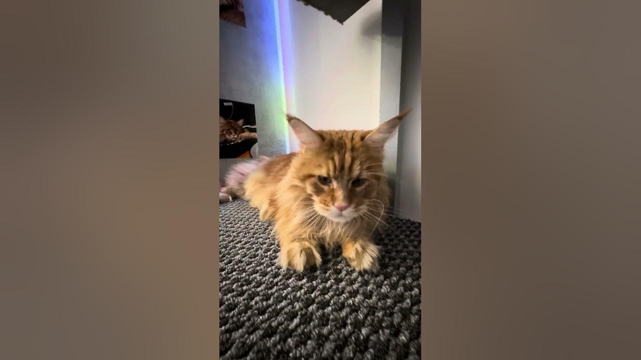Большой кошачий домик. - YouTube