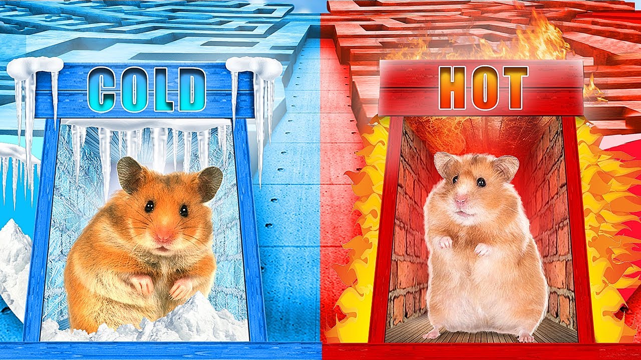 Mega Hamster Race! Cold and Hot Maze with Traps! - YouTube