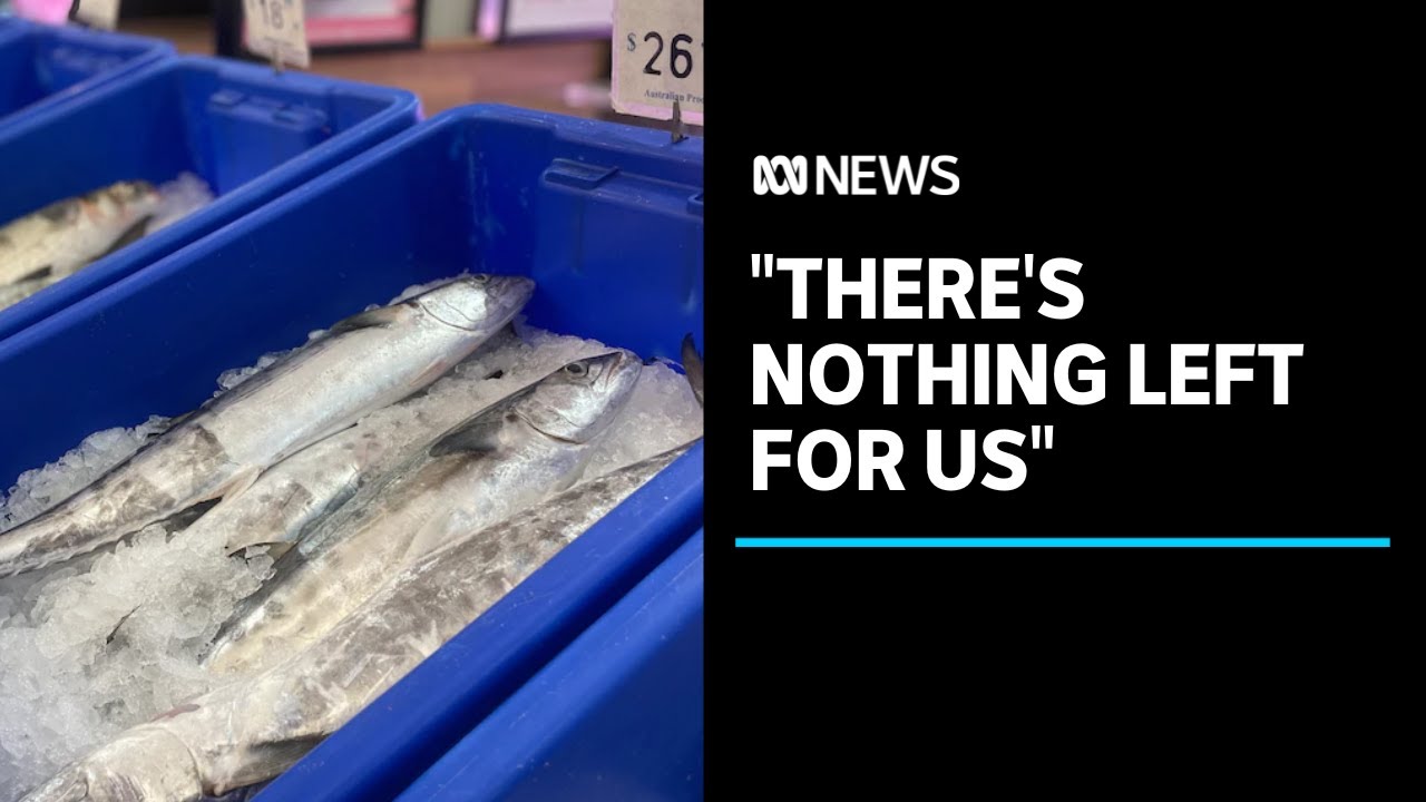 Fishing industry pushes back against no-fish zones in Queensland marine ...