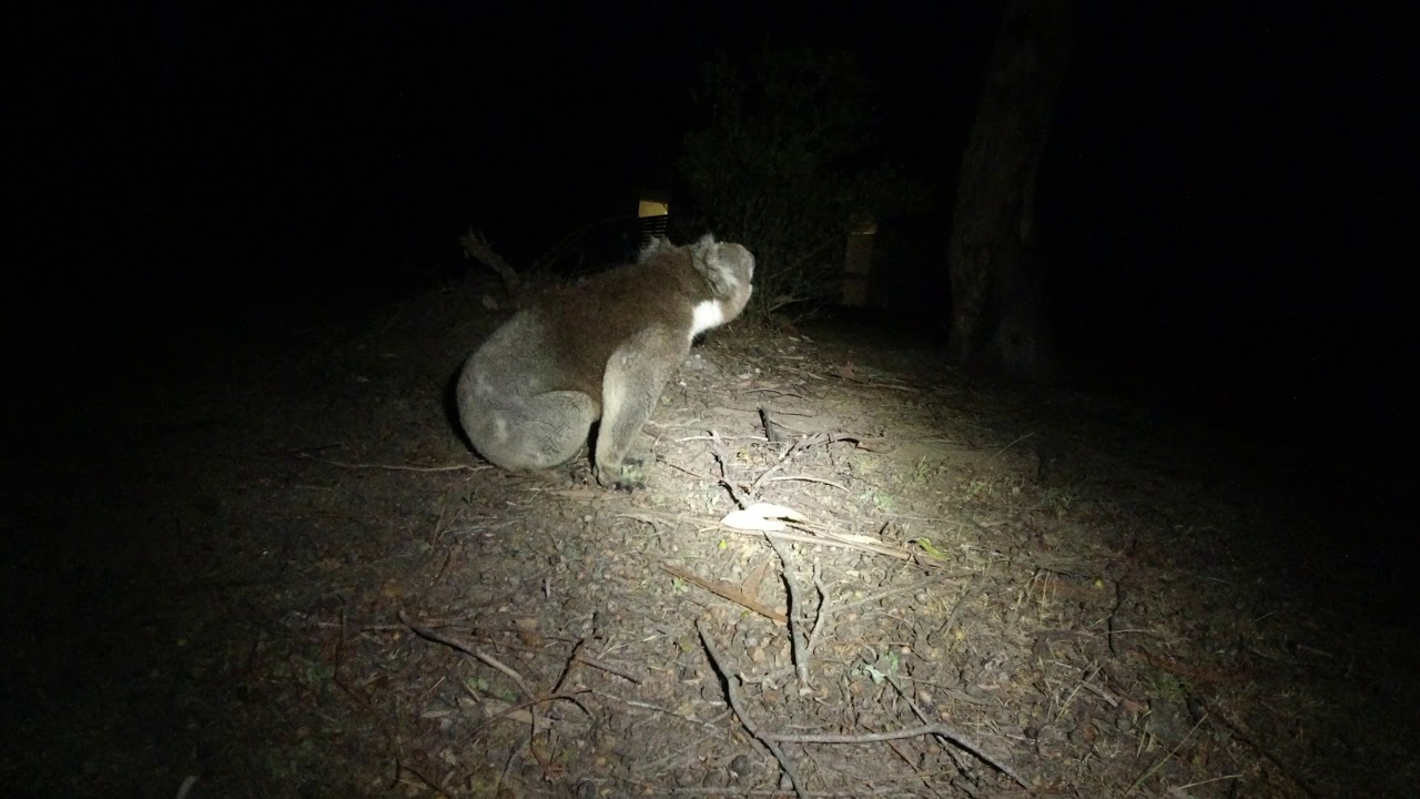 Angry Koala - YouTube