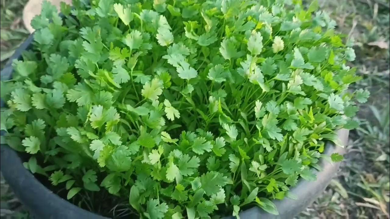 easy to grow coriander at home - YouTube