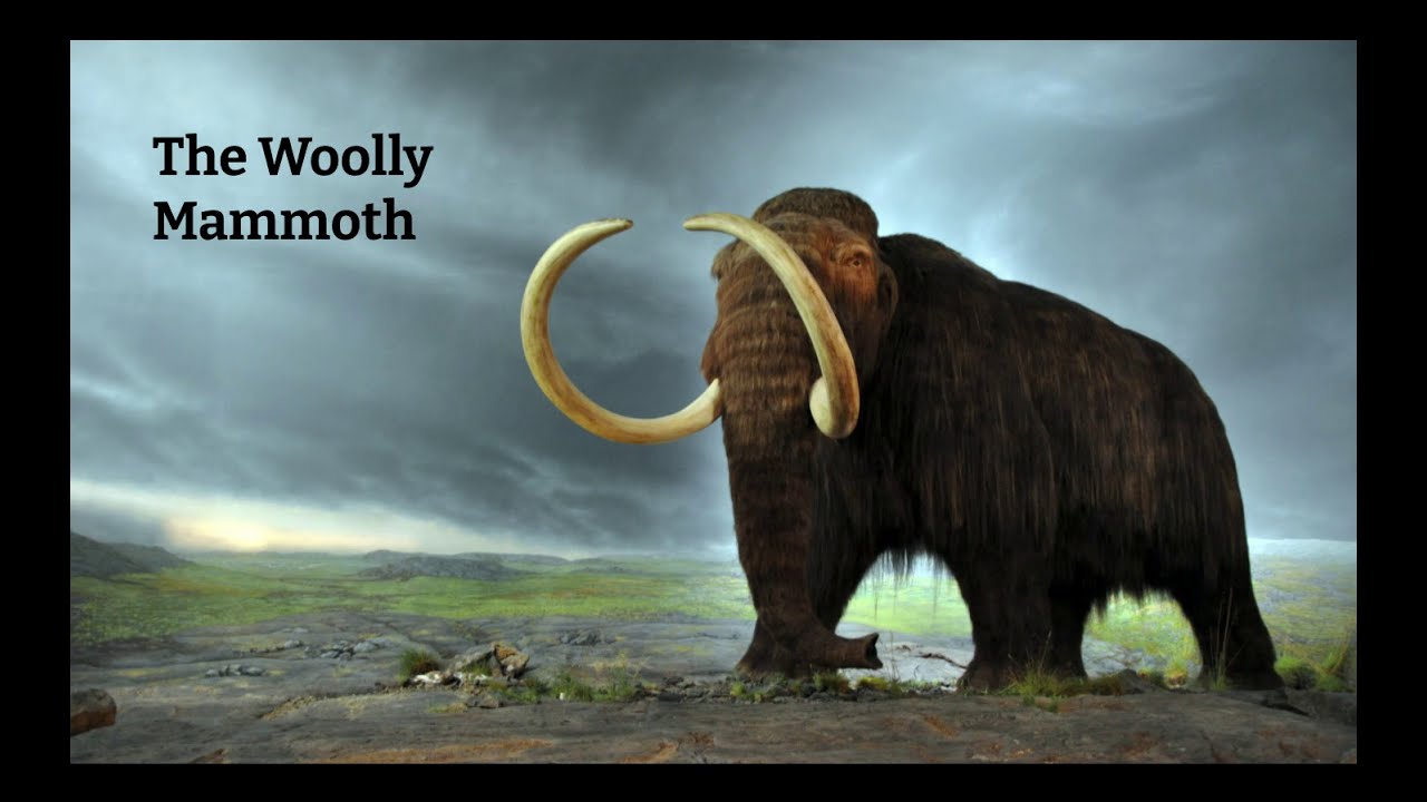 WHAT HAPPENED TO WOOLLY MAMMOTHS? - YouTube