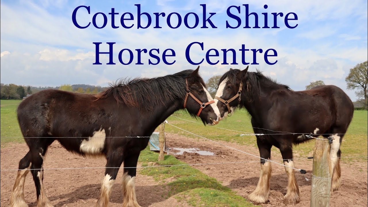 COTEBROOK SHIRE HORSE CENTRE, TARPORLEY, CHESHIRES - YouTube