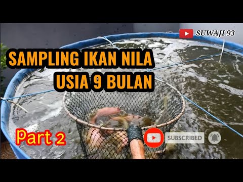 SAMPLING BIOFLOK IKAN NILA USIA 9 BULAN - YouTube