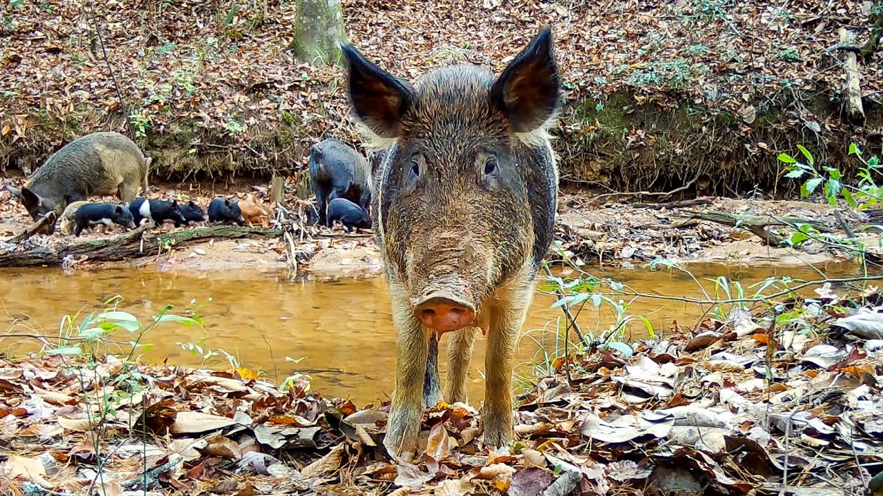 WILD PIGS Trail Camera Videos - YouTube