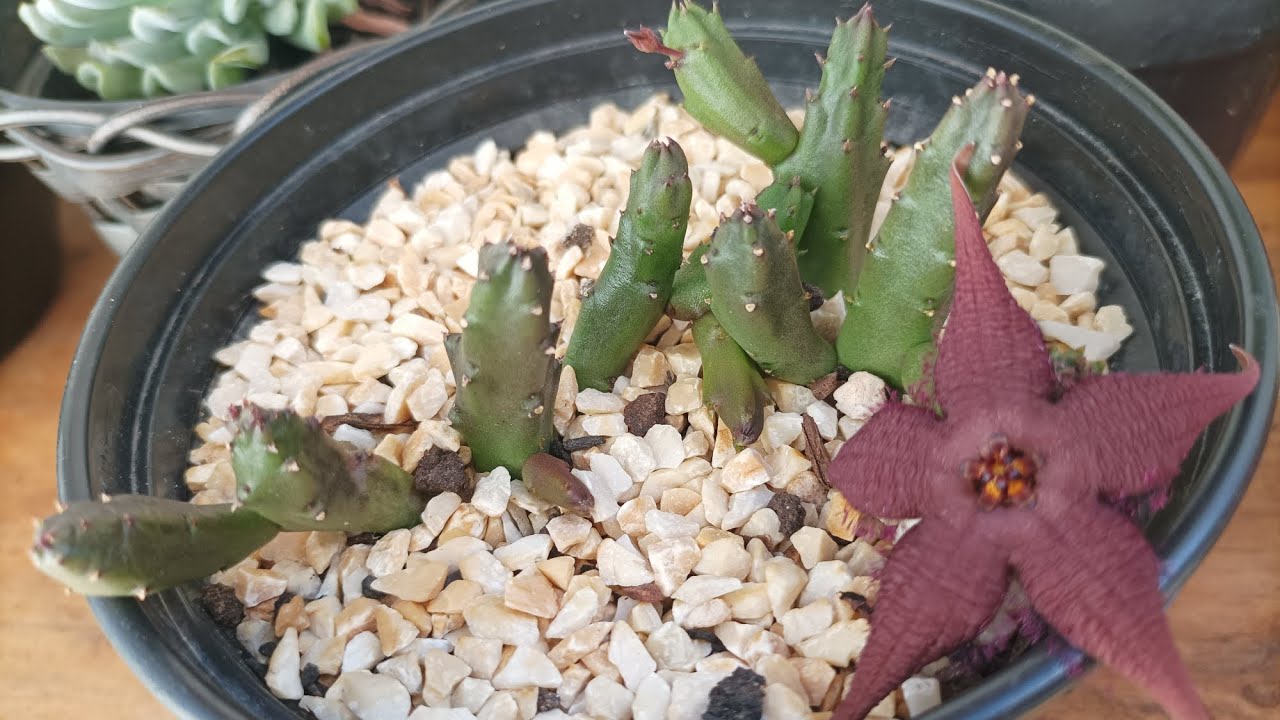 FLOR DE SUCULENTA ️ SURPRESA DO DIA #suculenta #flordesuculenta - YouTube