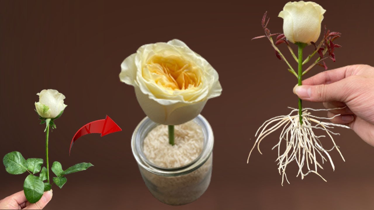 Unique way to propagate roses! Simple but effective, many people do not ...