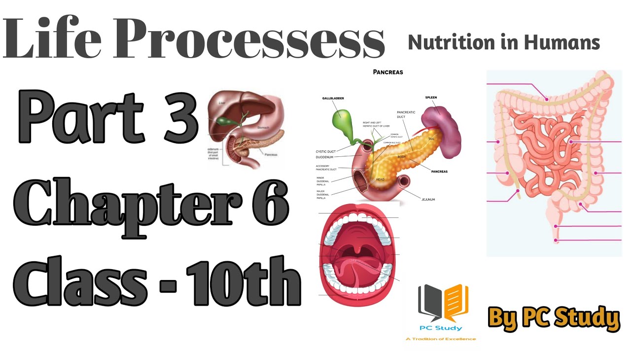 Life Processess Part 3 Class - 10th Science (Biology) CBSE NCERT by PC ...