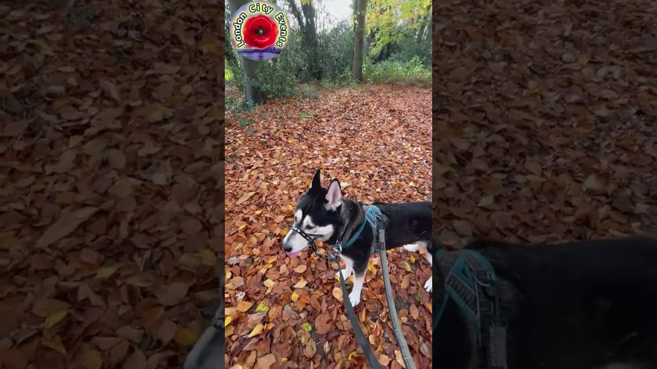 Sunday morning dog walk again !!! 9/11/25 - YouTube