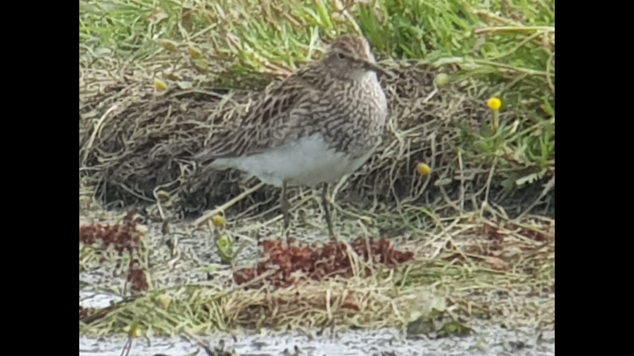 Gestreepte strandloper, kemphaan, kluut/ Pectoral sandpiper, ruff ...