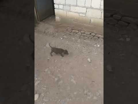 45  Kunluk qara Ponterin stoykasi Elyar Tovuz