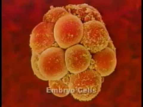 Grade 8: The Female Reproductive System - YouTube