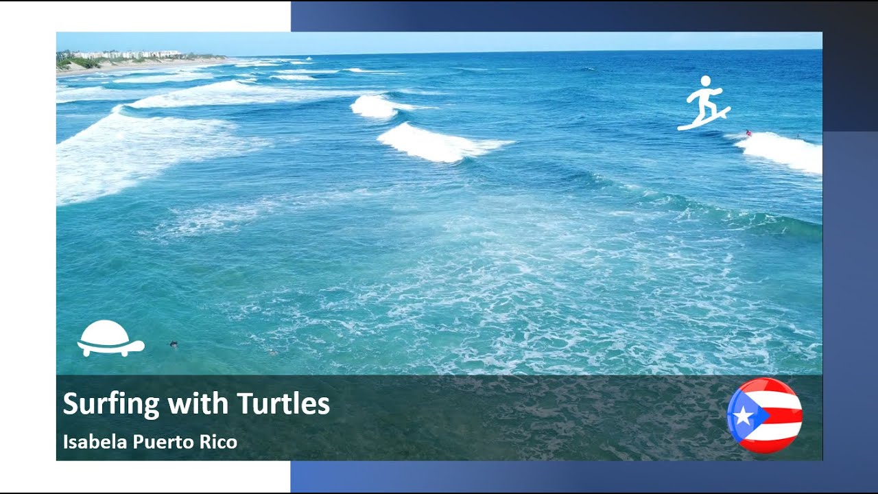 Surfing Amongst Sea Turtles: Isabela's Enchanted Waves 🌊🐢 - YouTube
