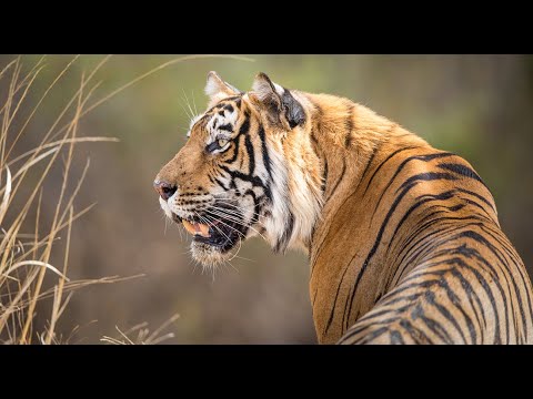 India’s Tiger Quest Begins! • Daily Dose of Nature - YouTube