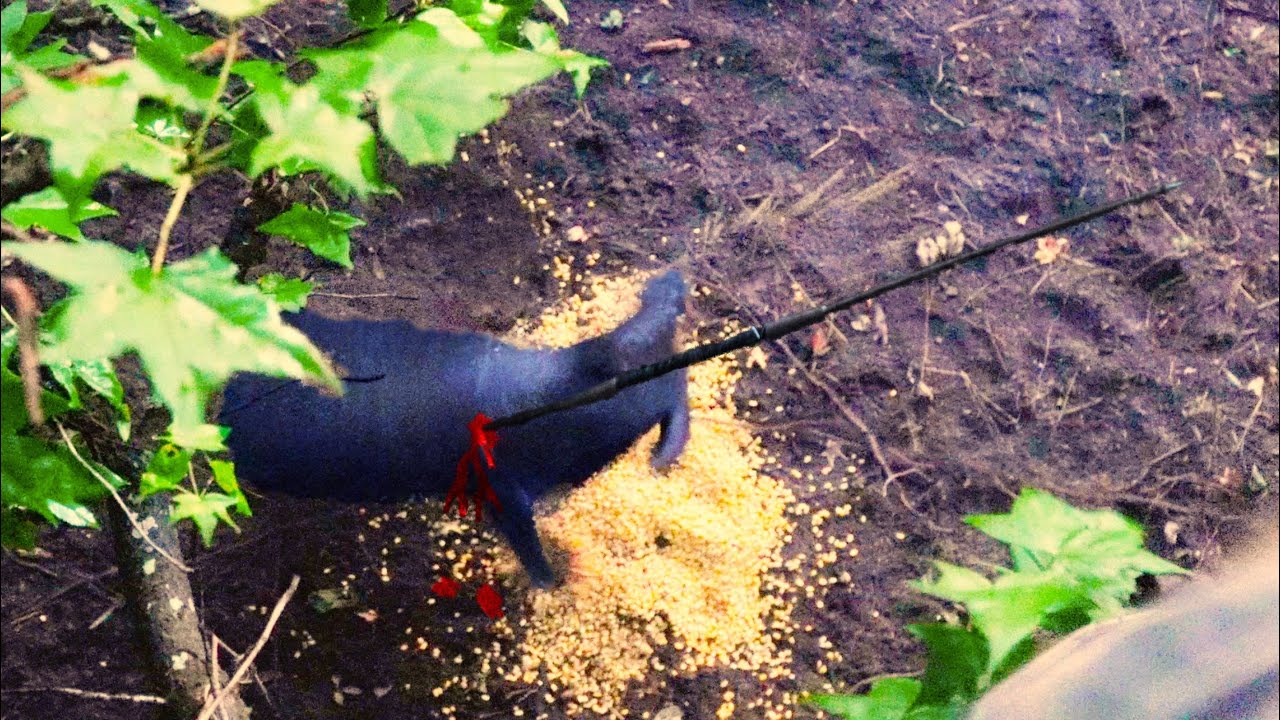 SMOKED! I SPEARED a BIG Boar Hog! Middle Georgia Hog Hunting. - YouTube