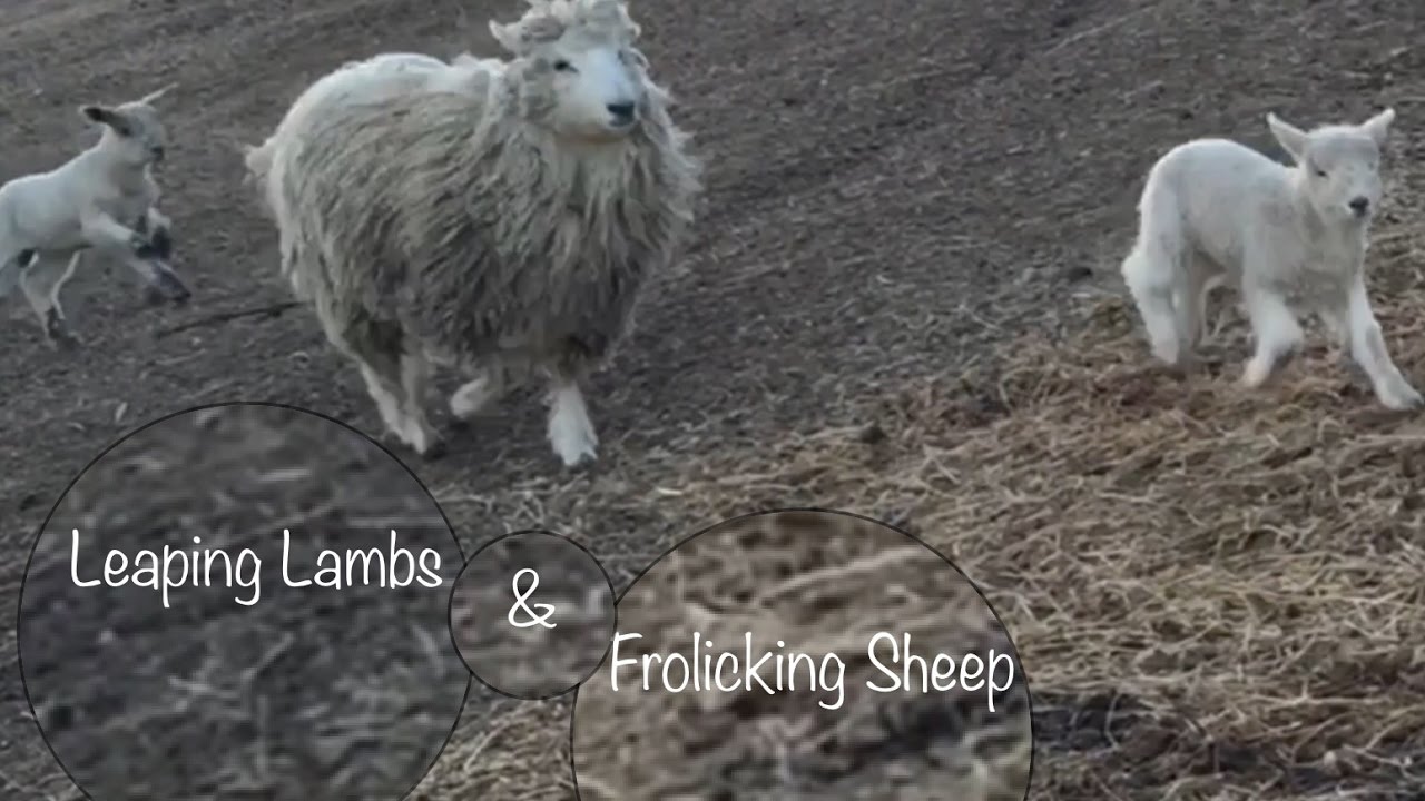 Leaping Lambs & Frolicking Sheep - YouTube