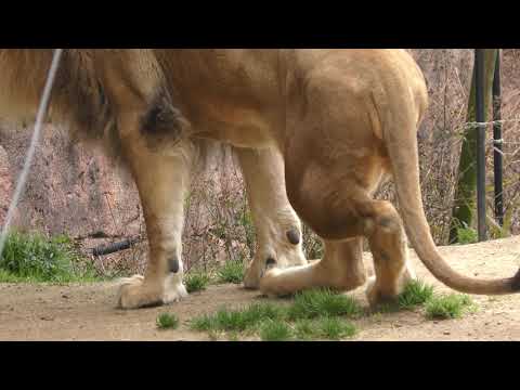 Lion peeing (XMANTENX Re-upload)