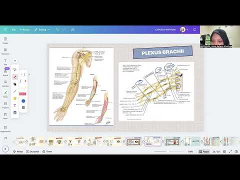 Anatomi Vertebrae, Plexus Brachialis, dan Regio Femoralis - YouTube