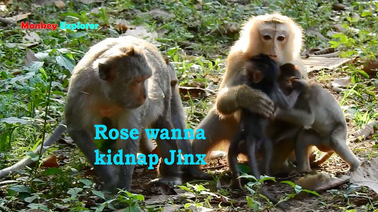 Wow, Rose monkey kidnapping cutie baby Jinx BUT mom Jade is so ...