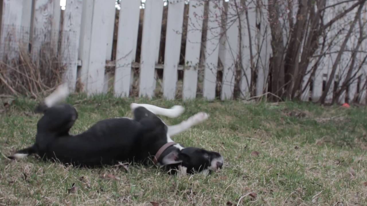 Dog rolling around on the ground with human voice over - YouTube